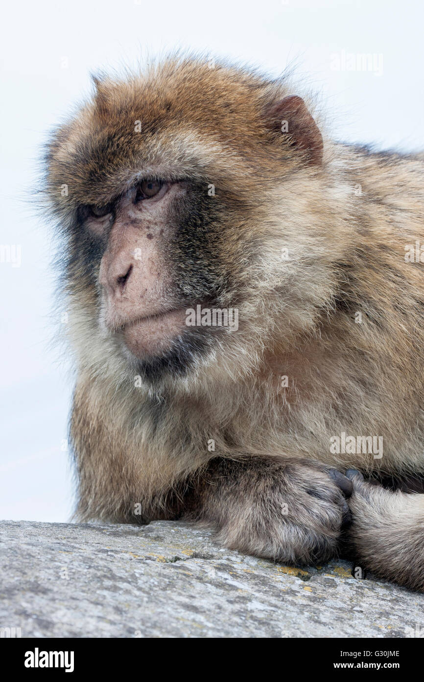 Ape head hi-res stock photography and images - Alamy