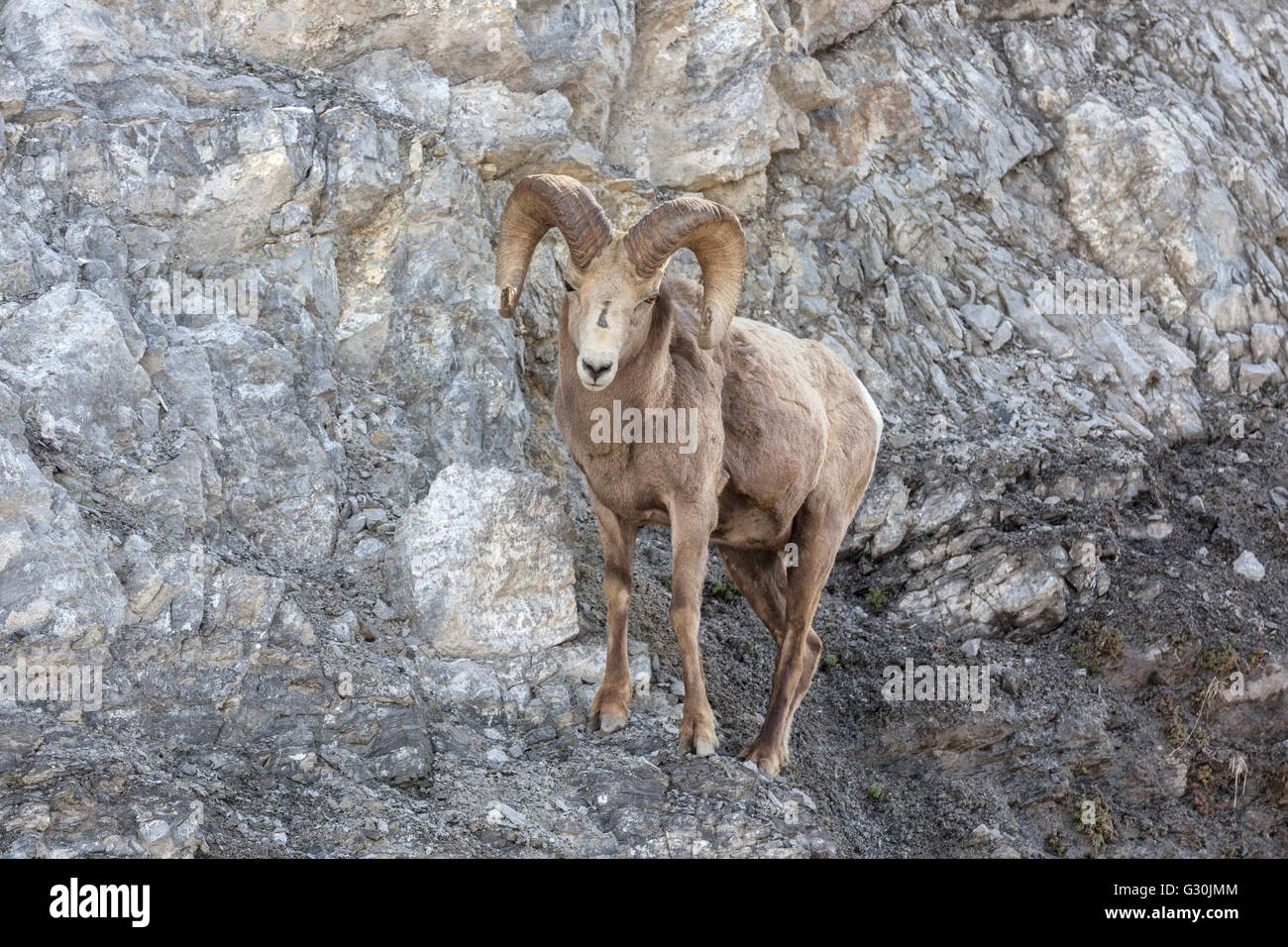 Bighorn Sheep - ram Stock Photo - Alamy