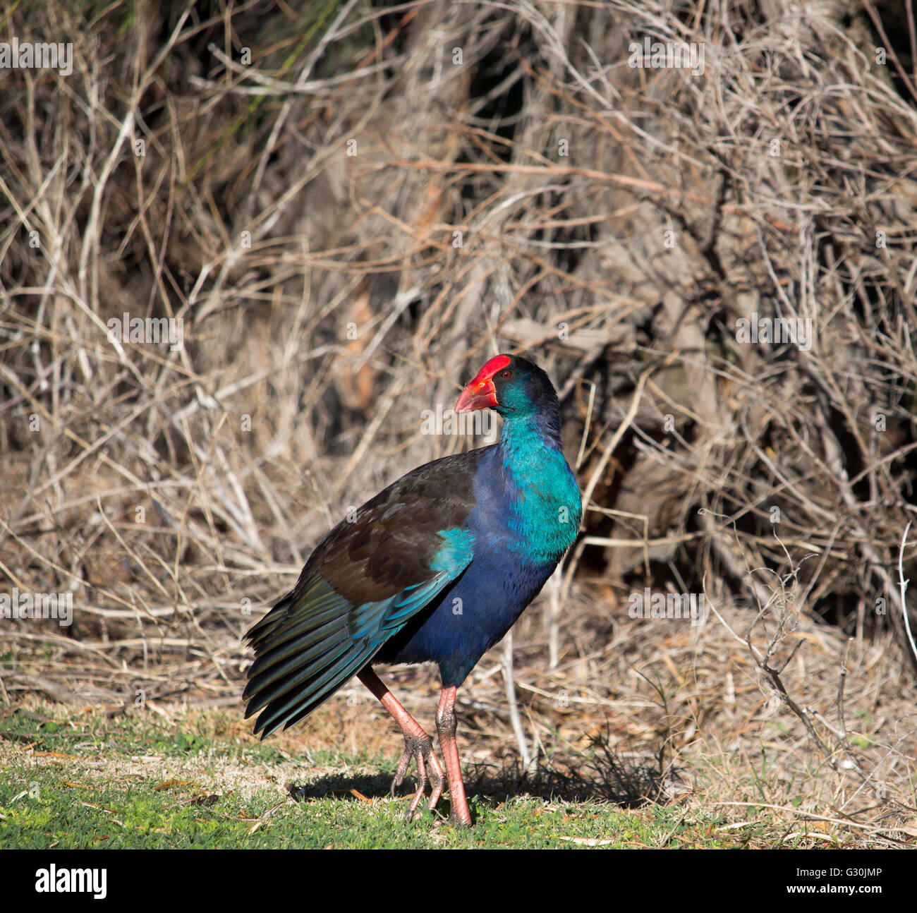 A brilliantly feathered Purple swamp hen porphyria porphyria standing ...