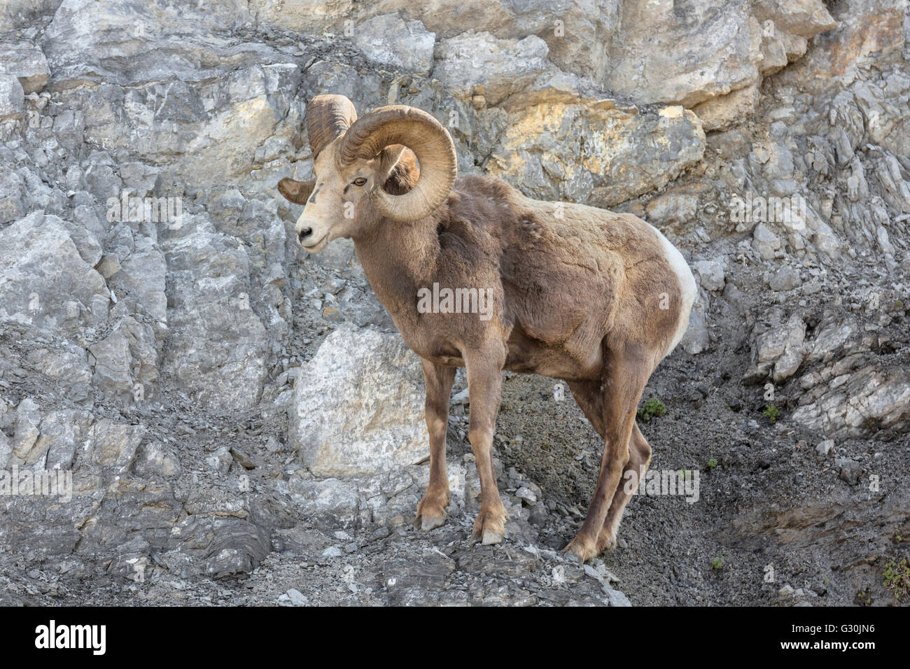 Bighorn Sheep - ram Stock Photo - Alamy