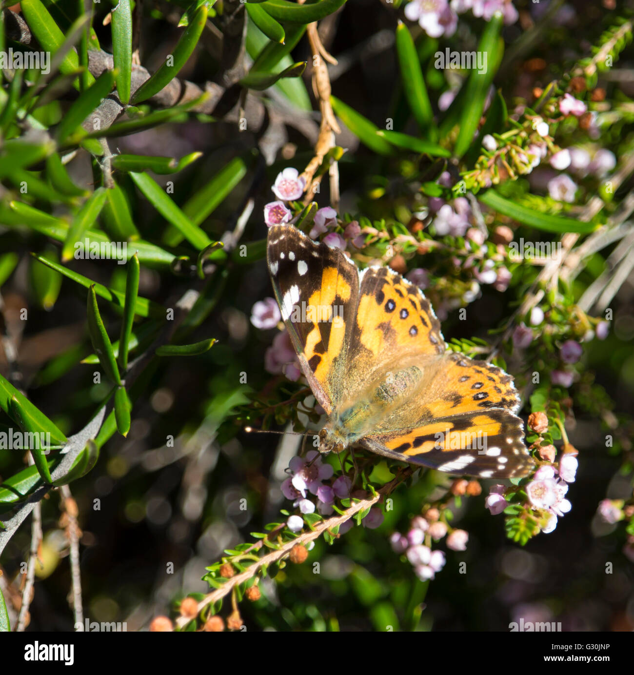 A dainty monarch butterfly, Danaus plexippus, one of Australia's best ...