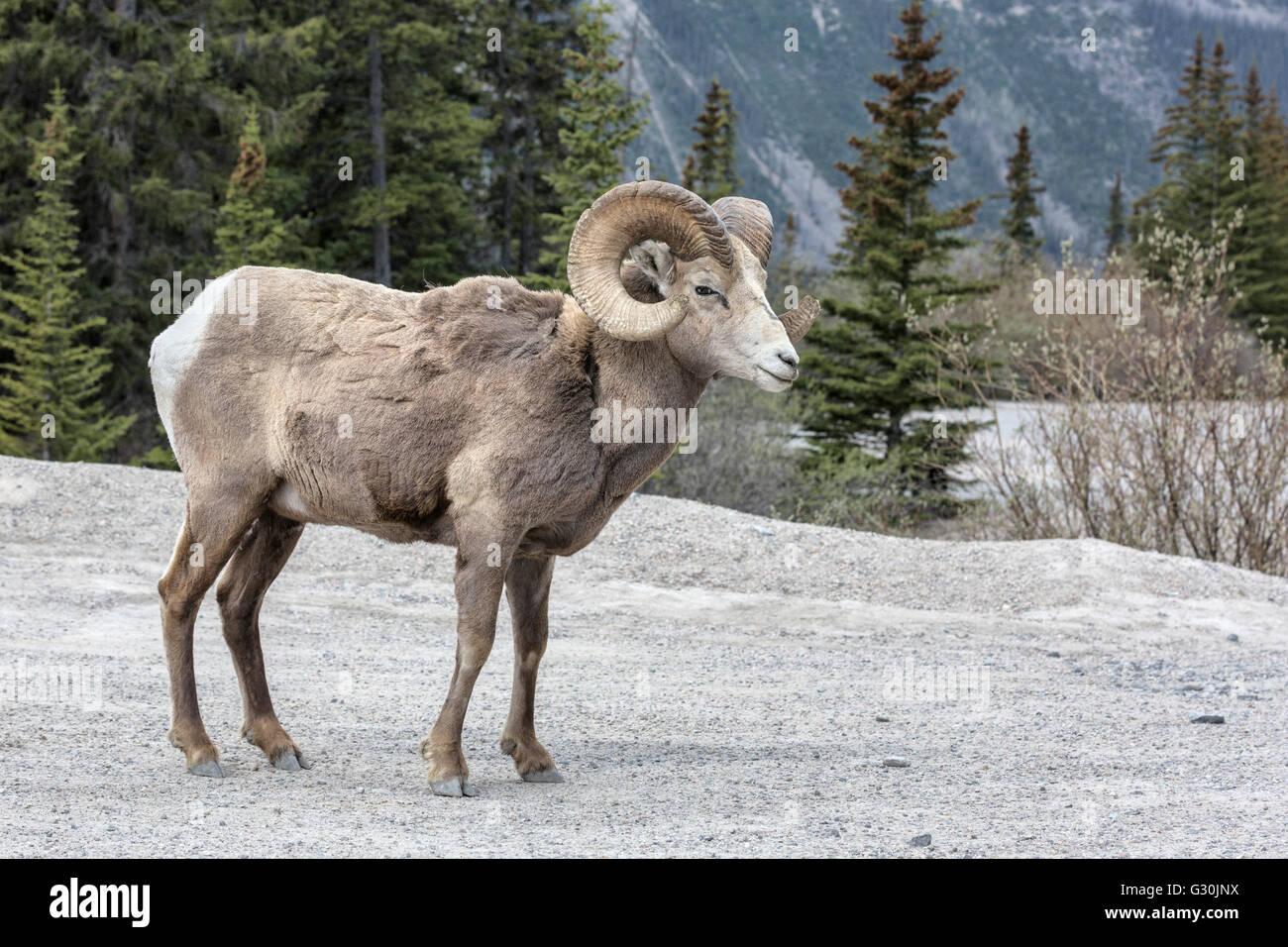 Bighorn Sheep - ram Stock Photo - Alamy