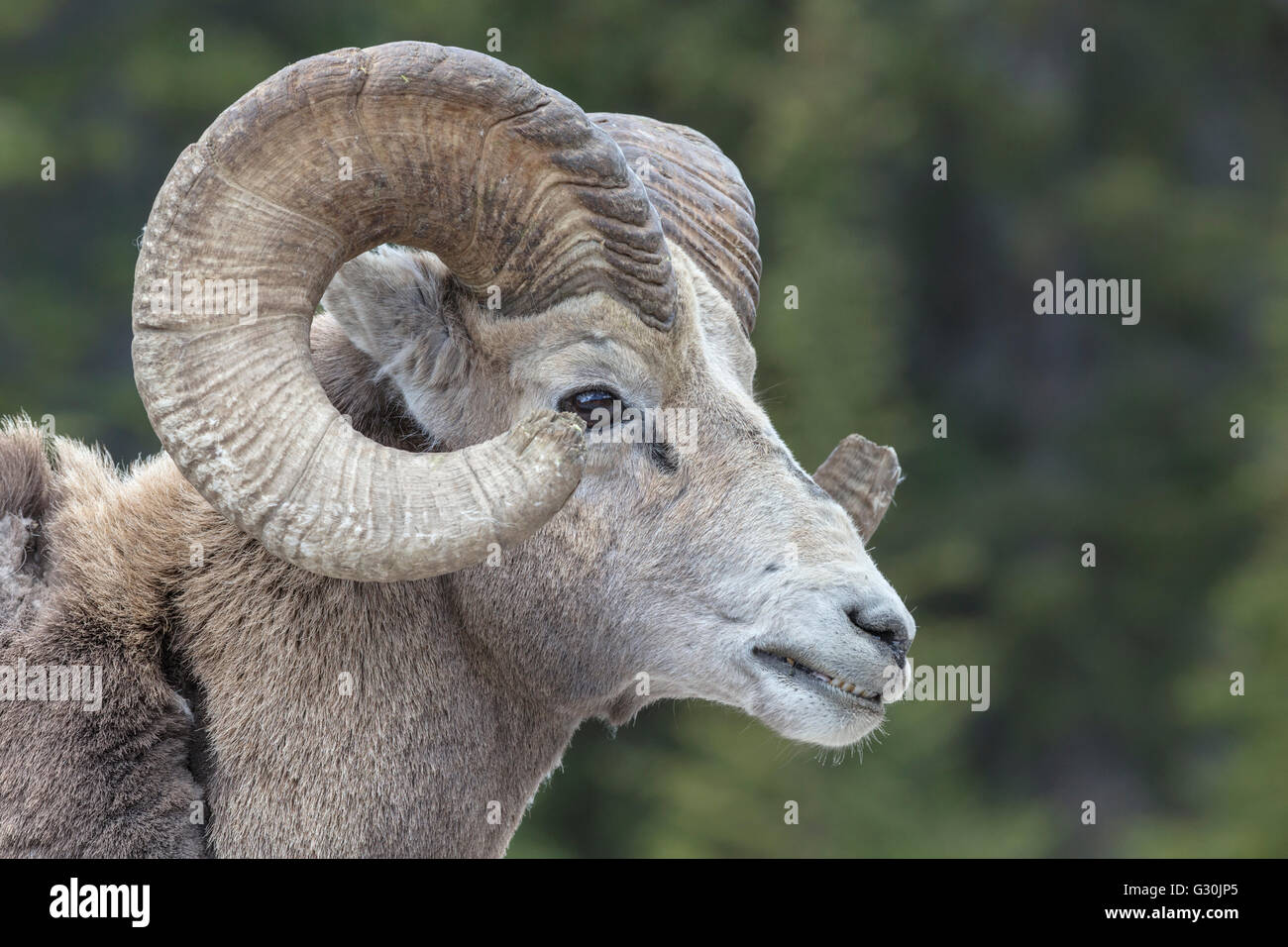 Ram face hi-res stock photography and images - Alamy