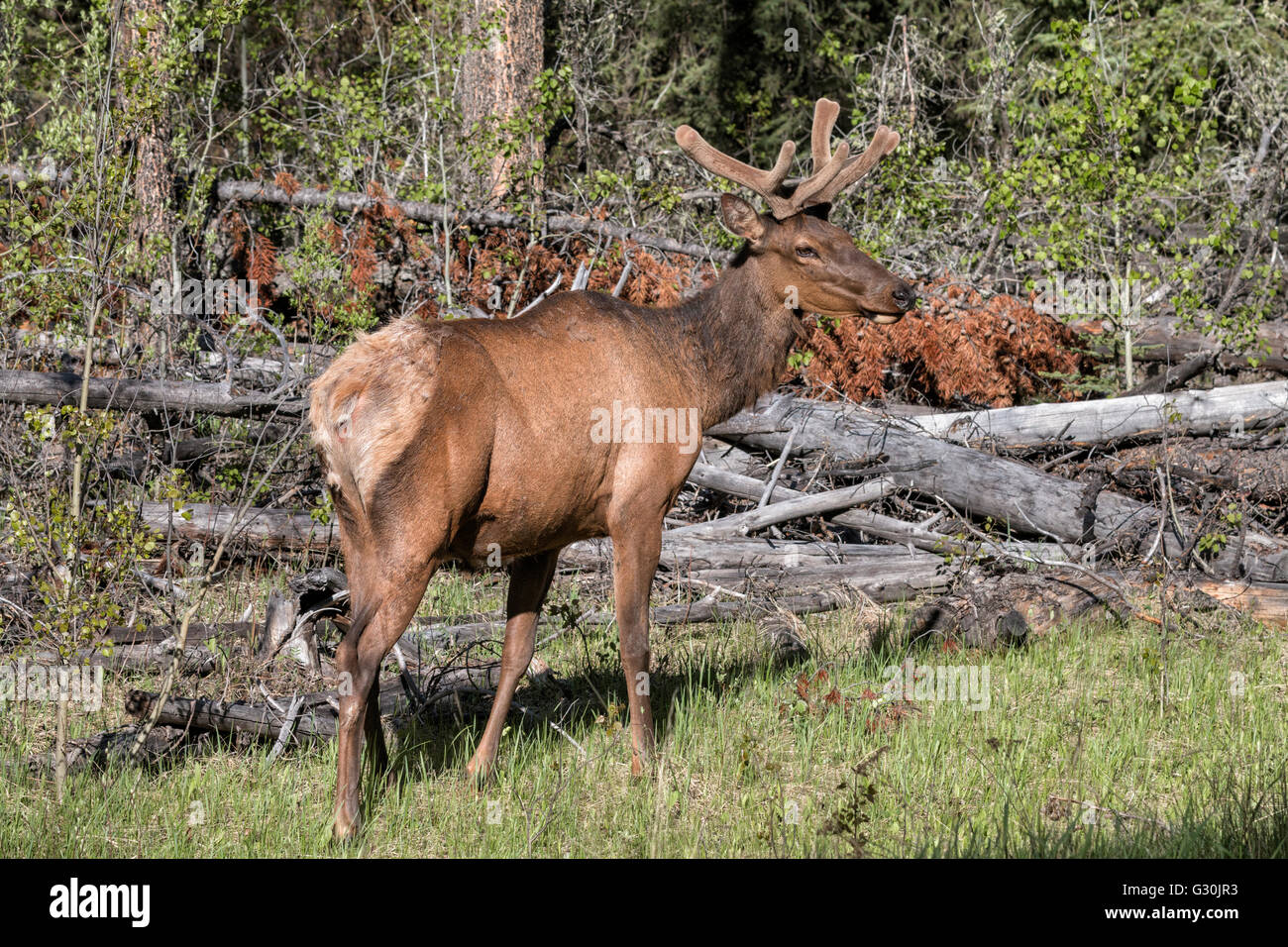 Large bull elk walking hi-res stock photography and images - Alamy