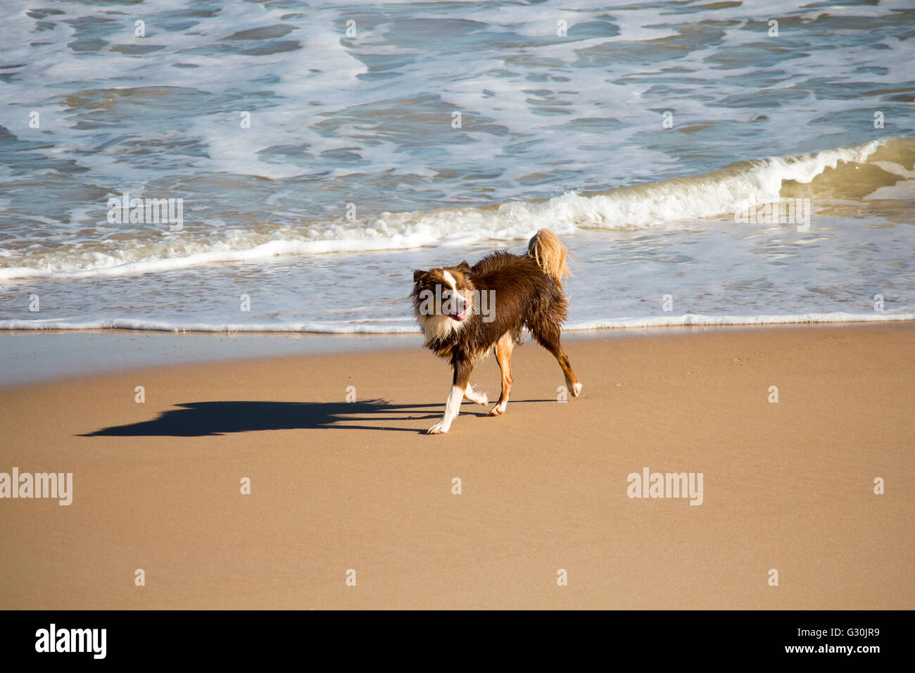 Boisterous pet animal hi-res stock photography and images - Alamy