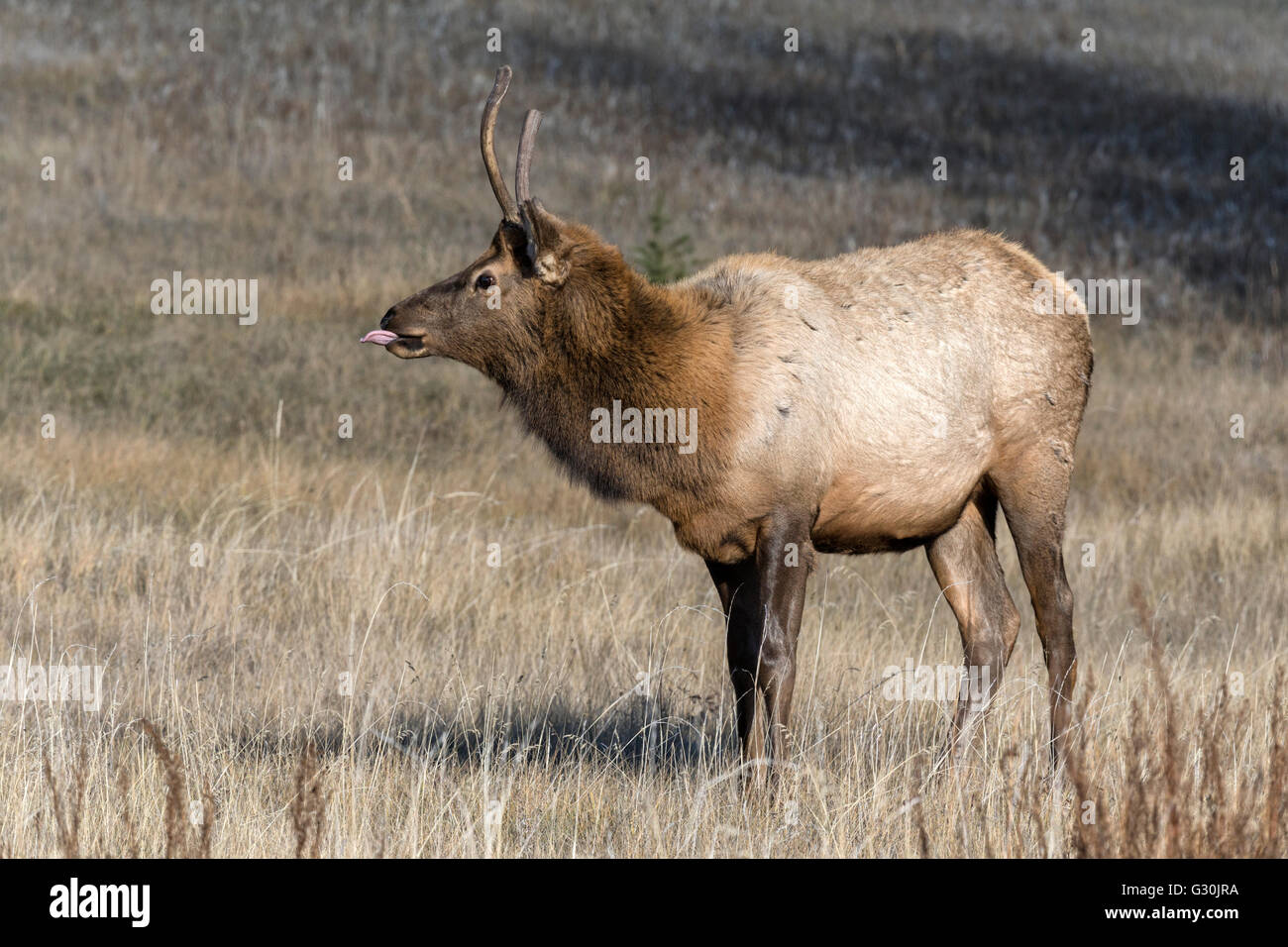 Young male elk horns hi-res stock photography and images - Alamy