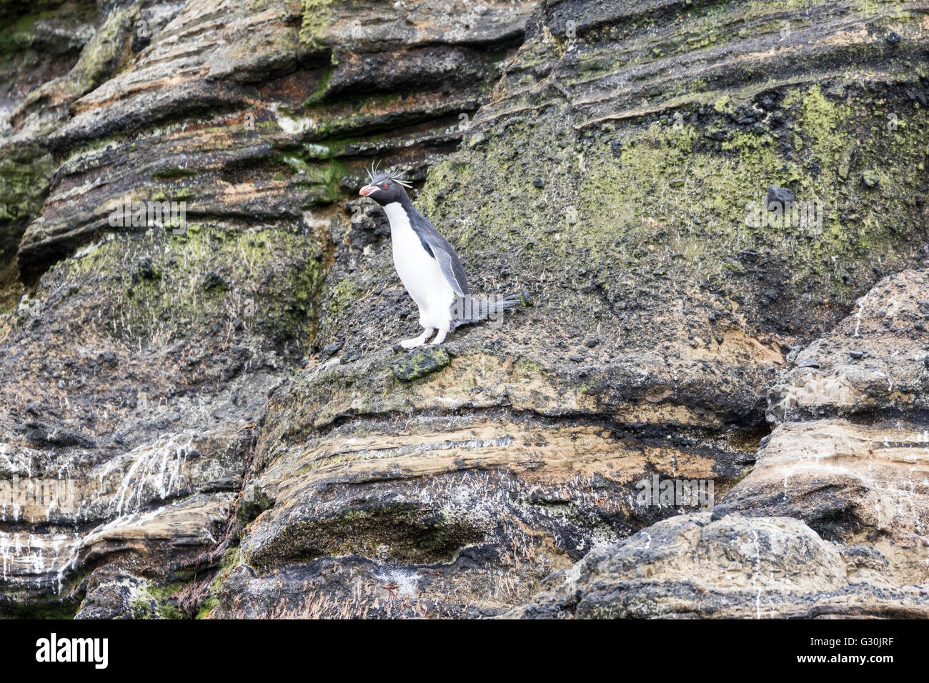 Eastern Rockhopper Penguin at Antipodes Island, New Zealand ...