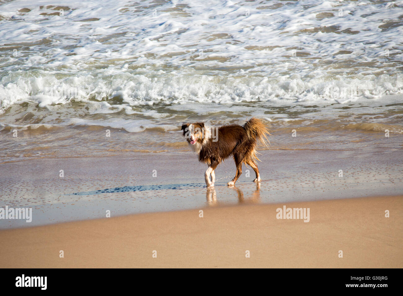 Boisterous pet animal hi-res stock photography and images - Alamy