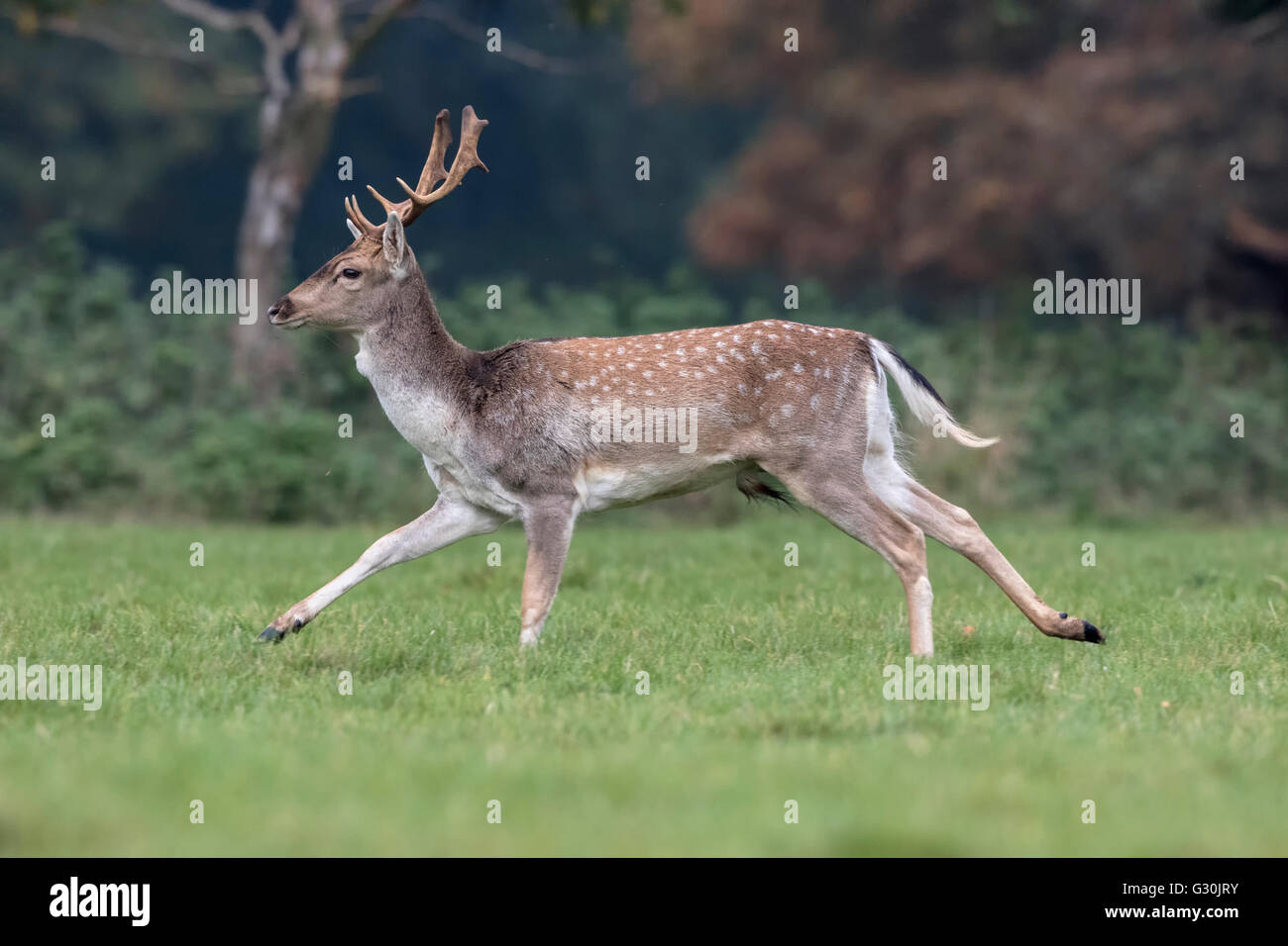 Fallow Deer - Young Buck Stock Photo - Alamy