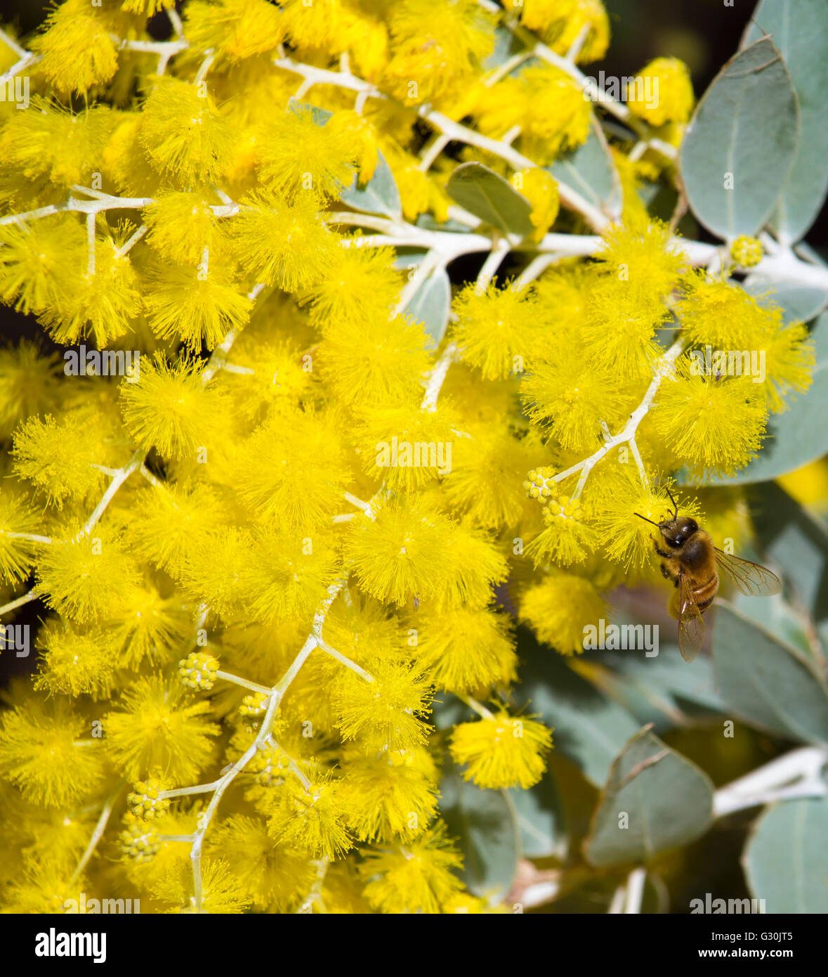 A honey bee collects pollen from the bright yellow fragrant fluffy ...