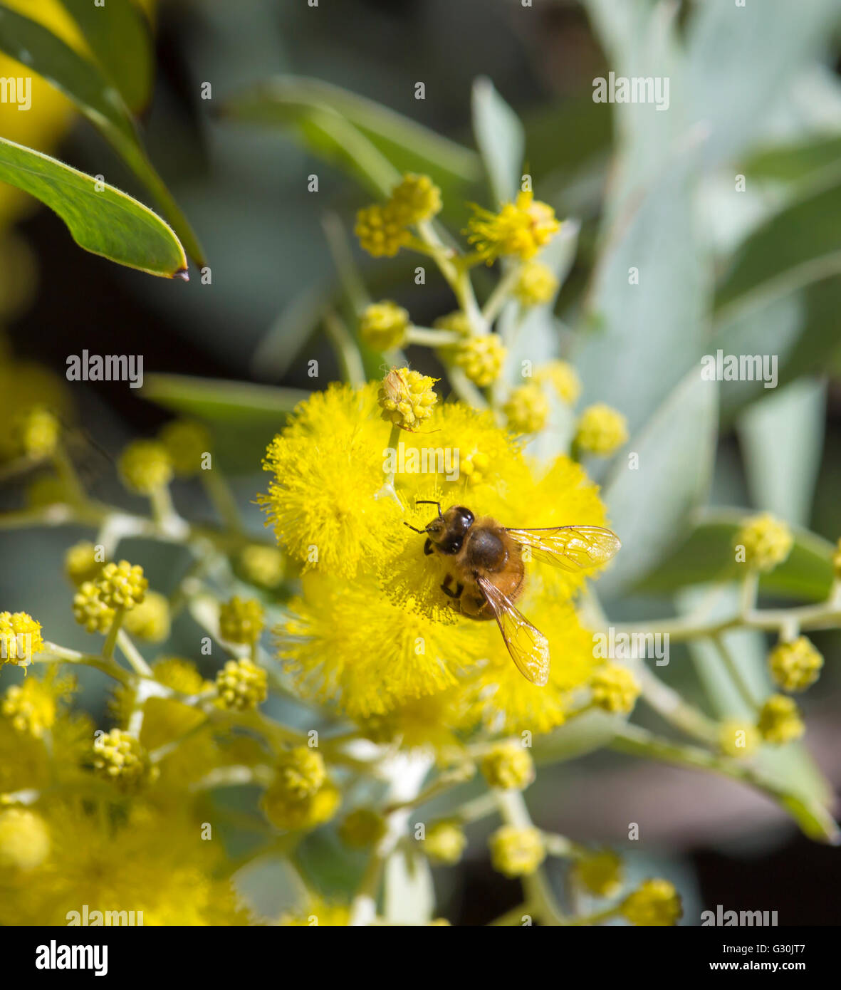 A honey bee collects pollen from the bright yellow fragrant fluffy ...