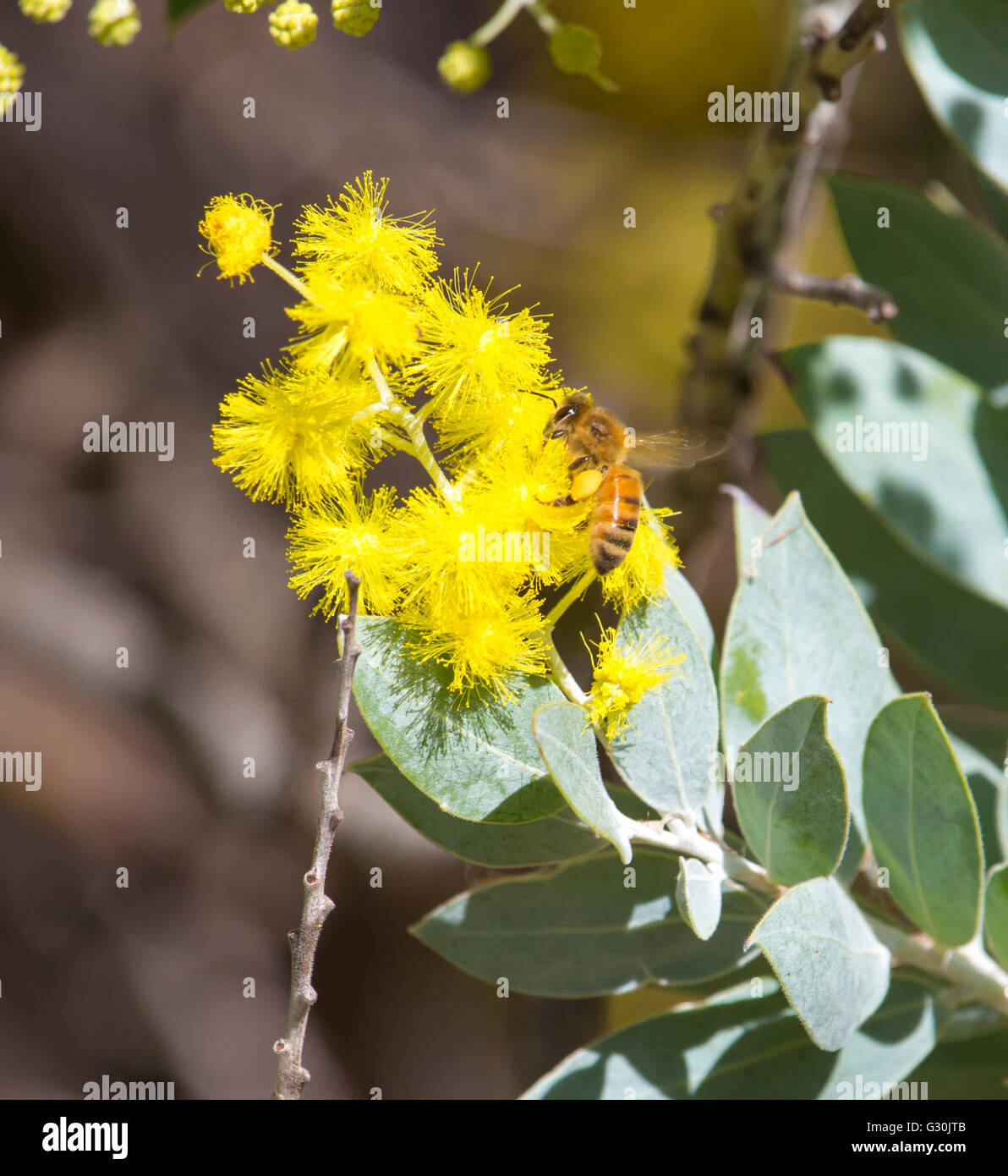 A honey bee collects pollen from the bright yellow fragrant fluffy ...