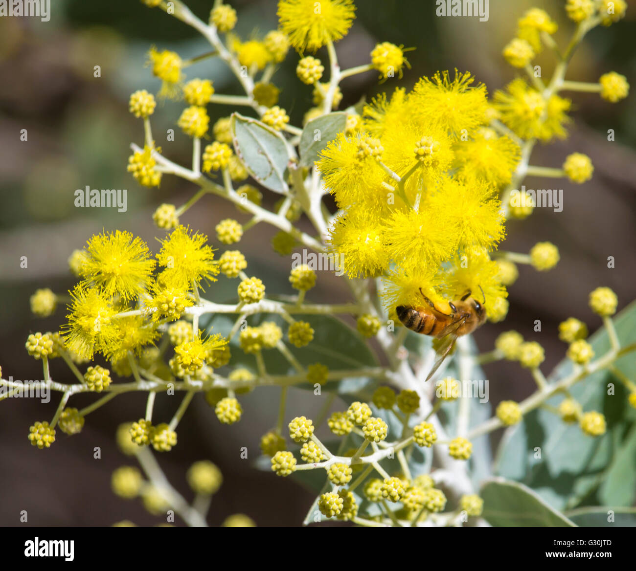 A honey bee collects pollen from the bright yellow fragrant fluffy ...