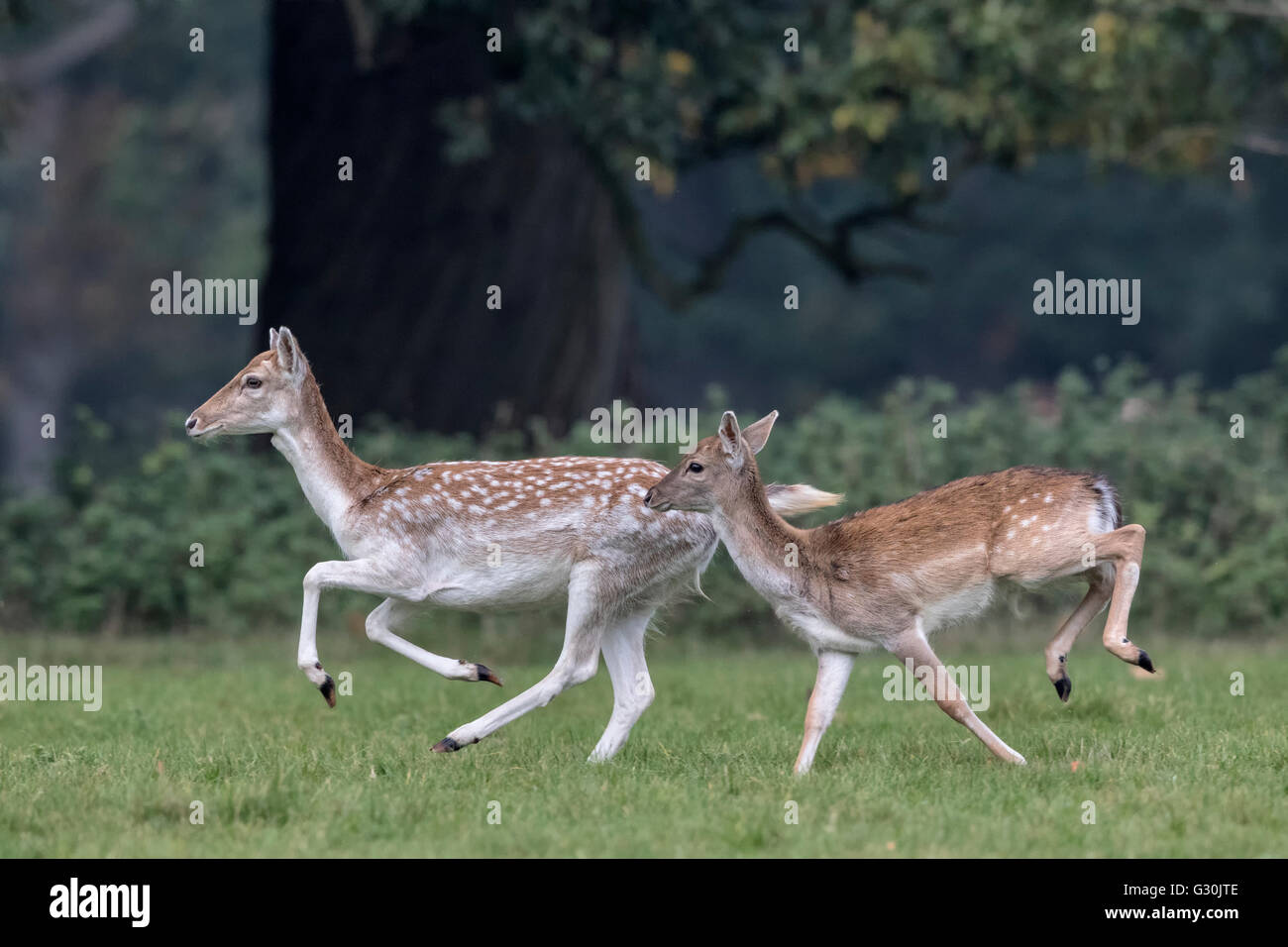 Running Deer High Resolution Stock Photography and Images - Alamy