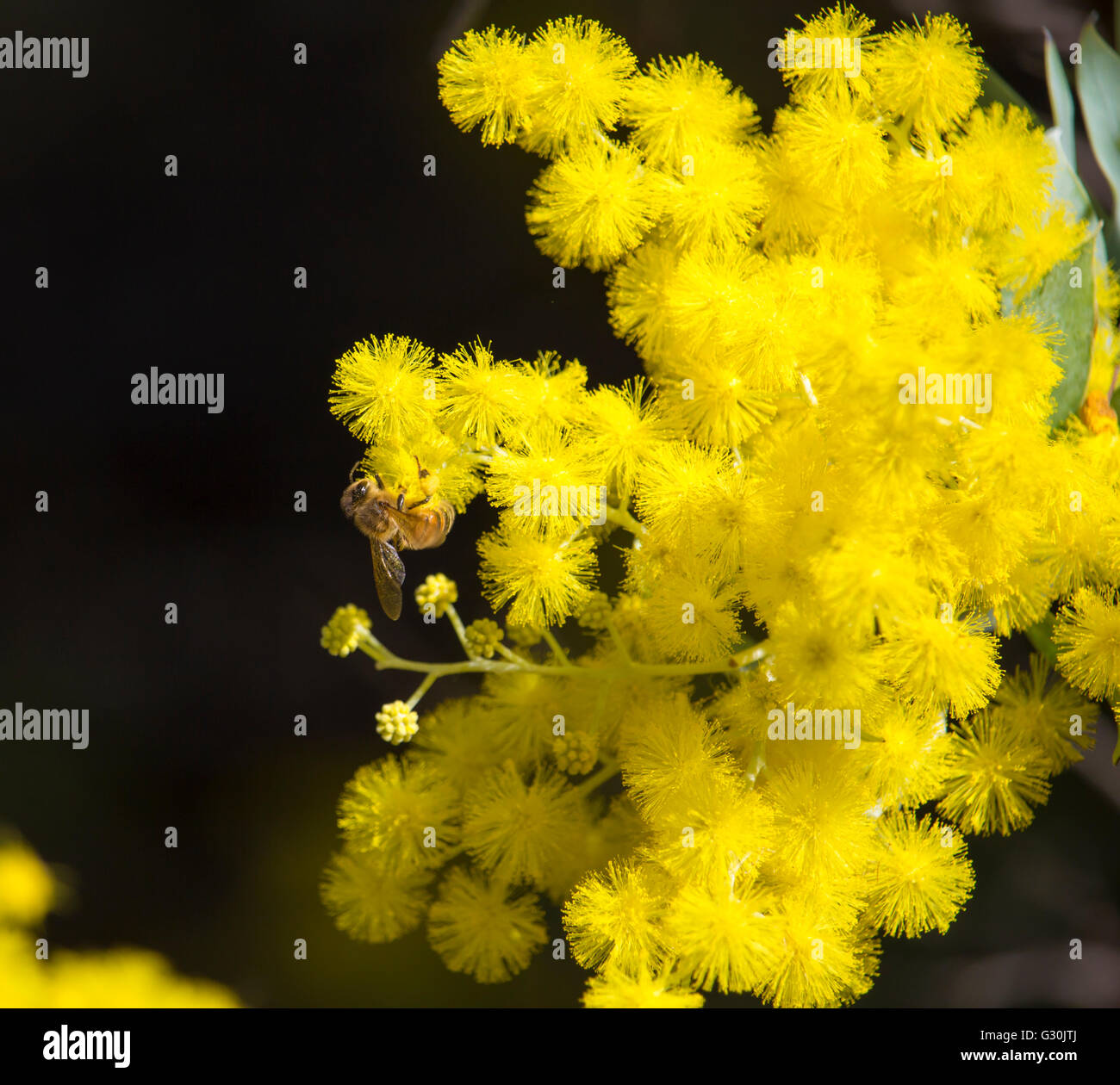 A honey bee collects pollen from the bright yellow fragrant fluffy ...