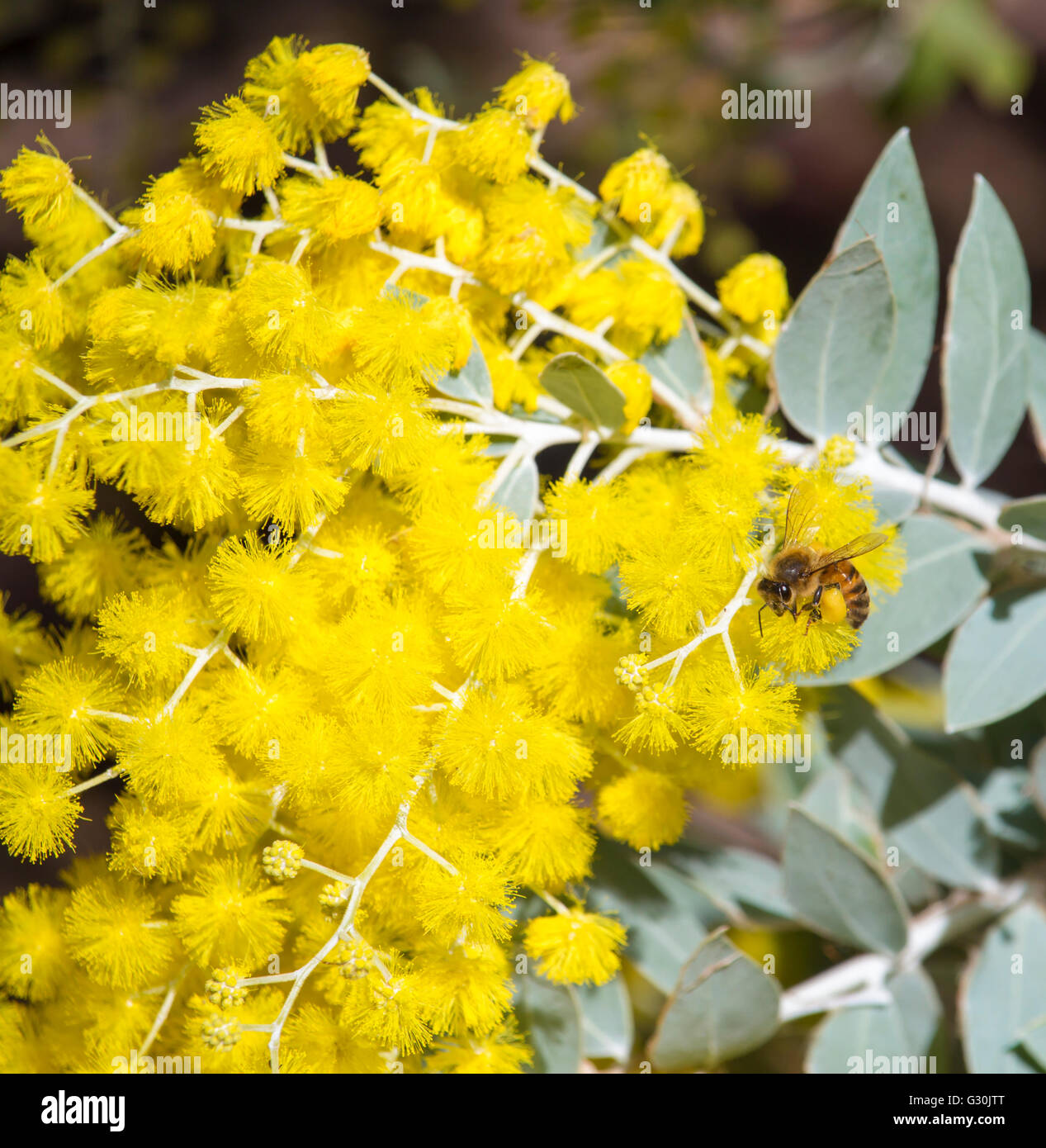 A honey bee collects pollen from the bright yellow fragrant fluffy ...
