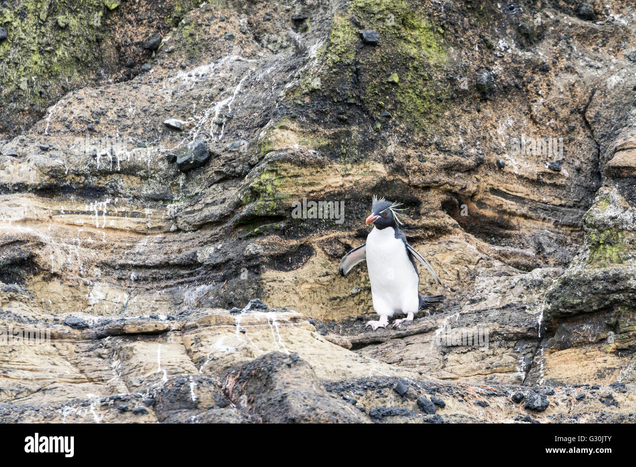 Eastern rockhopper penguin hi-res stock photography and images - Alamy