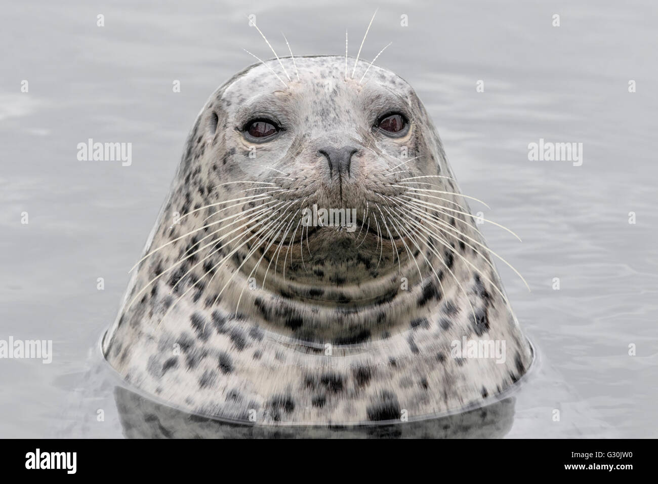 Harbor Seal - portrait Stock Photo - Alamy