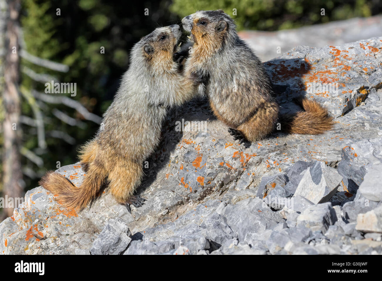 Marmot fight hi-res stock photography and images - Alamy