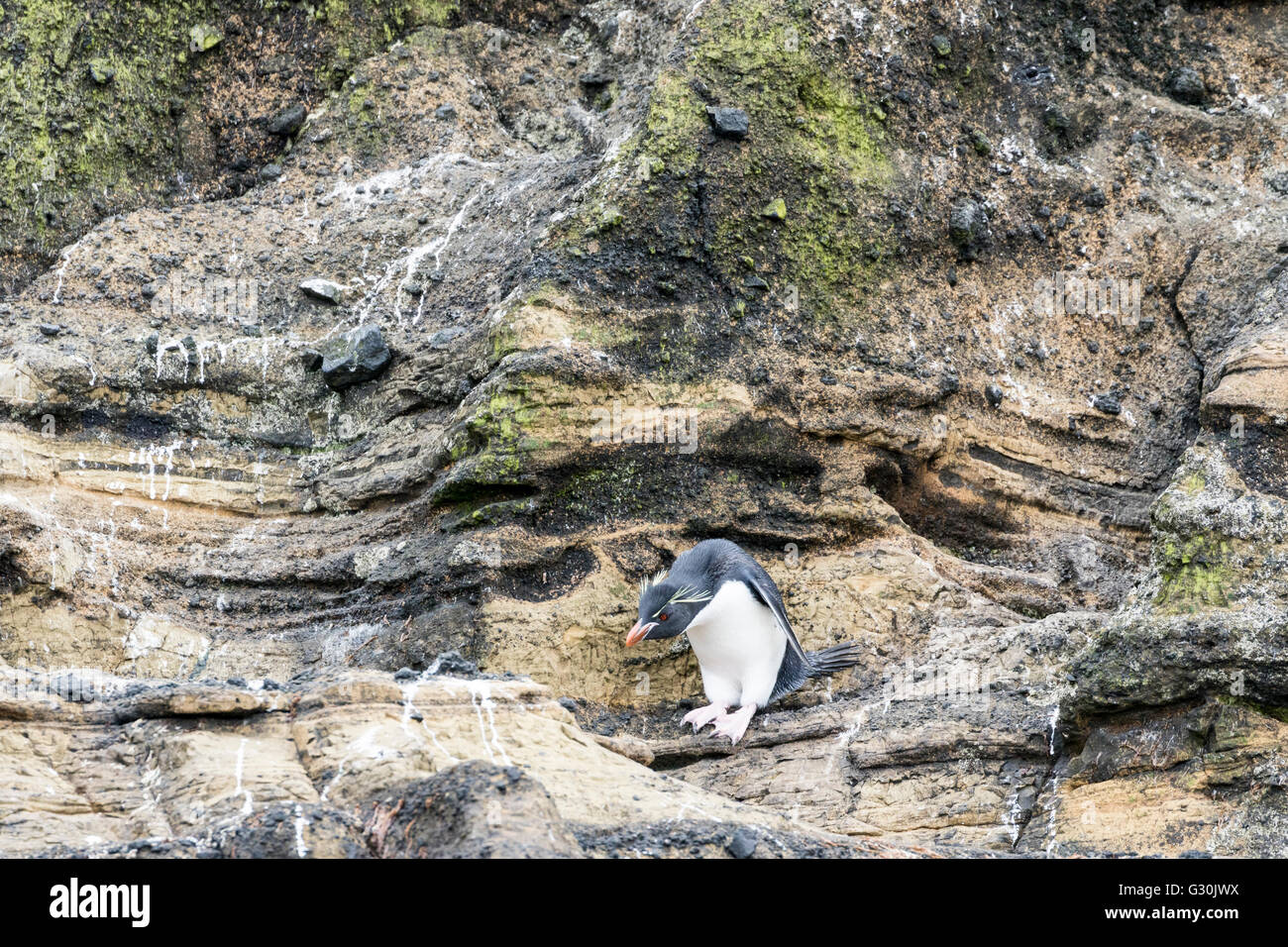 Eastern Rockhopper Penguin at Antipodes Island, New Zealand ...