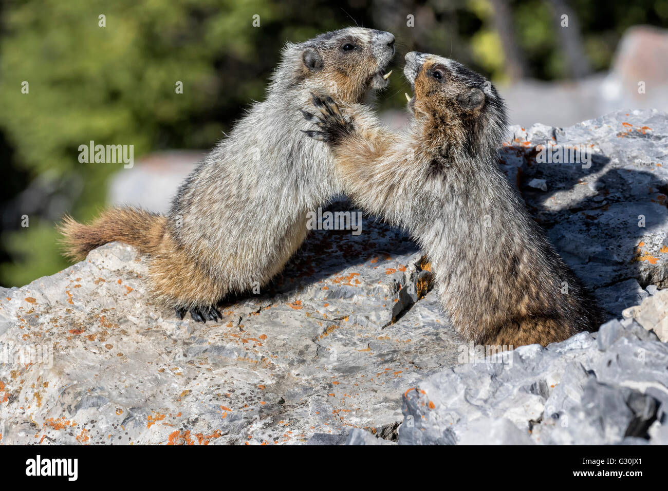 Hoary Marmot fighting Stock Photo - Alamy