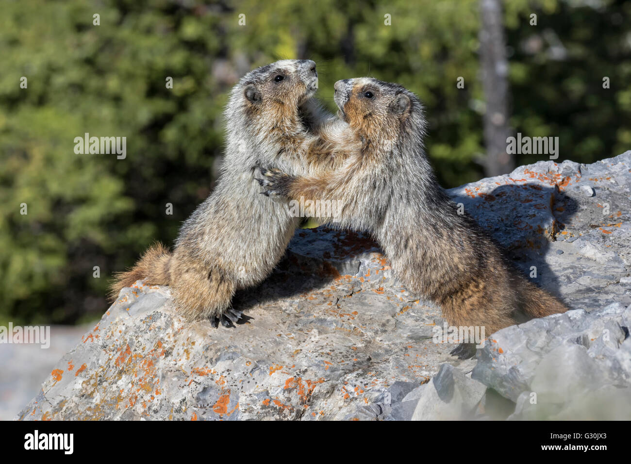 Adult marmots hi-res stock photography and images - Alamy
