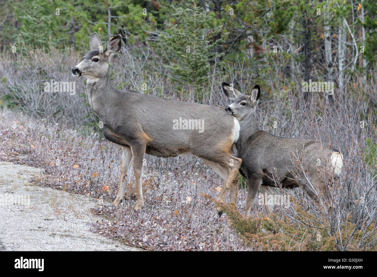 Family bond hi-res stock photography and images - Alamy