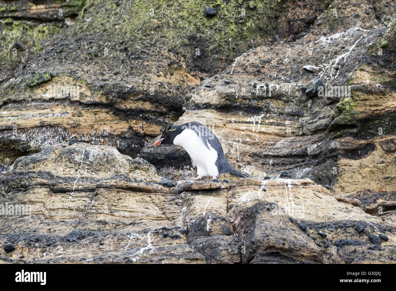 Eastern rockhopper penguin hi-res stock photography and images - Alamy