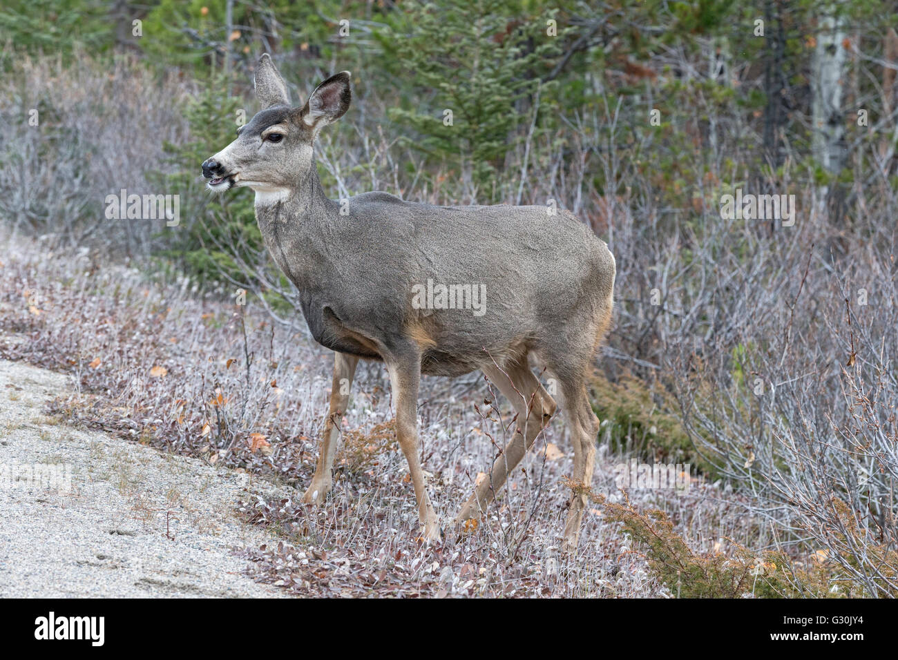 Mule deer jasper national park canada hi-res stock photography and ...