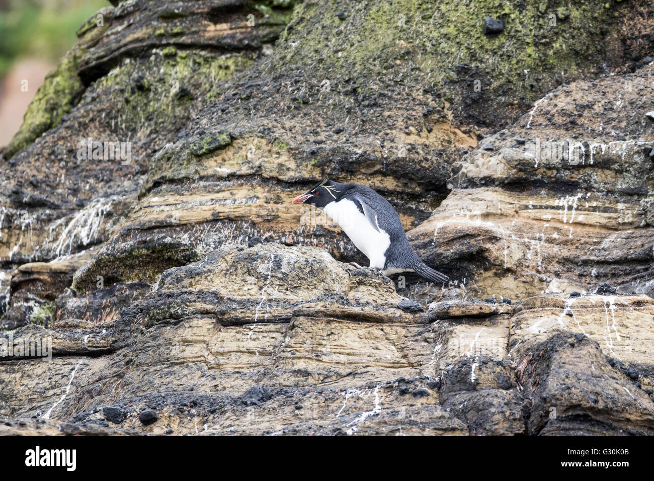 Eastern rockhopper penguin hi-res stock photography and images - Alamy