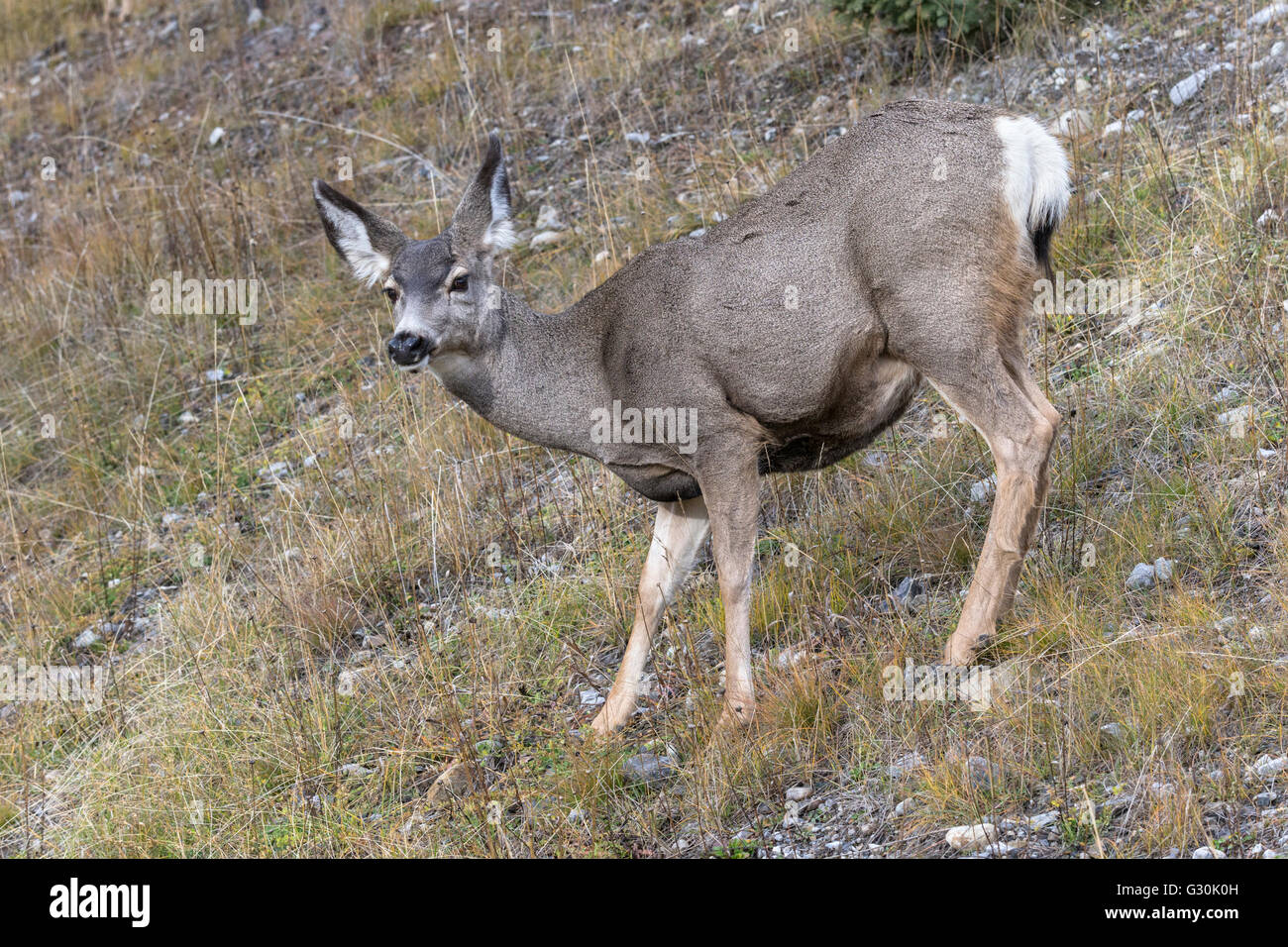 Mule deer jasper national park canada hi-res stock photography and ...
