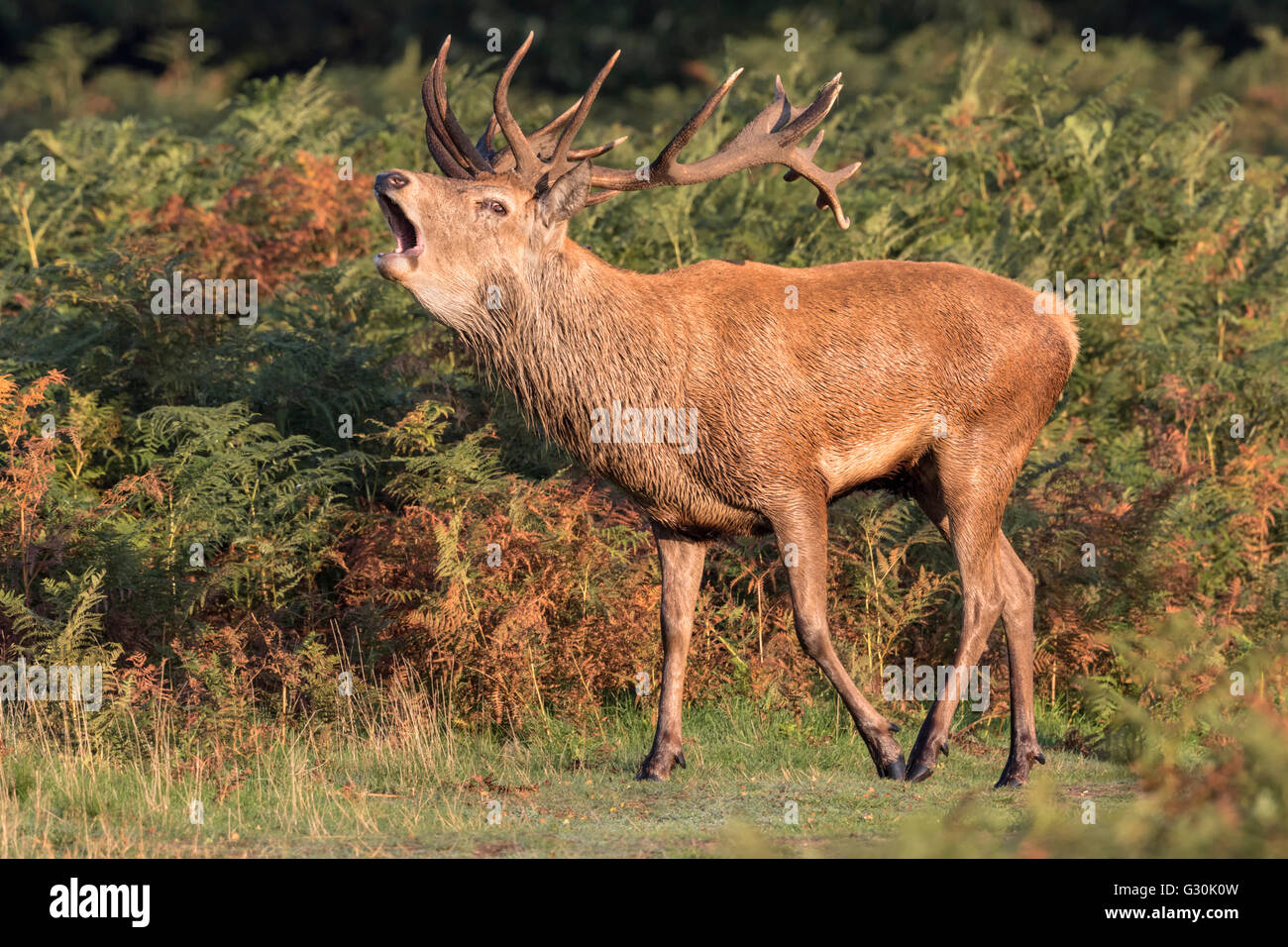 Red Deer Stag Bugling High Resolution Stock Photography and Images - Alamy