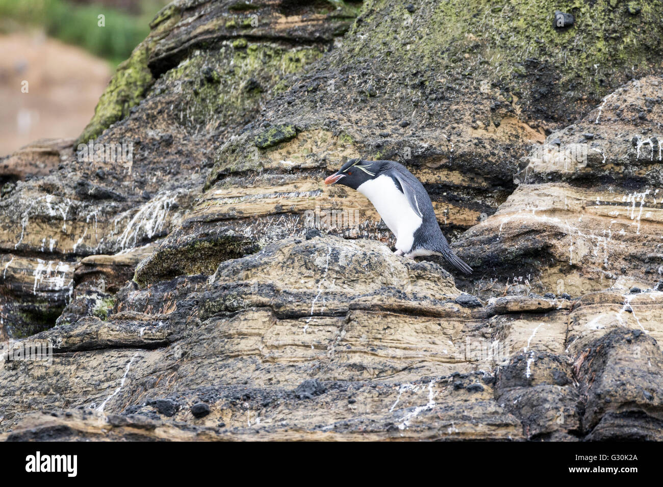 Eastern rockhopper penguin hi-res stock photography and images - Alamy