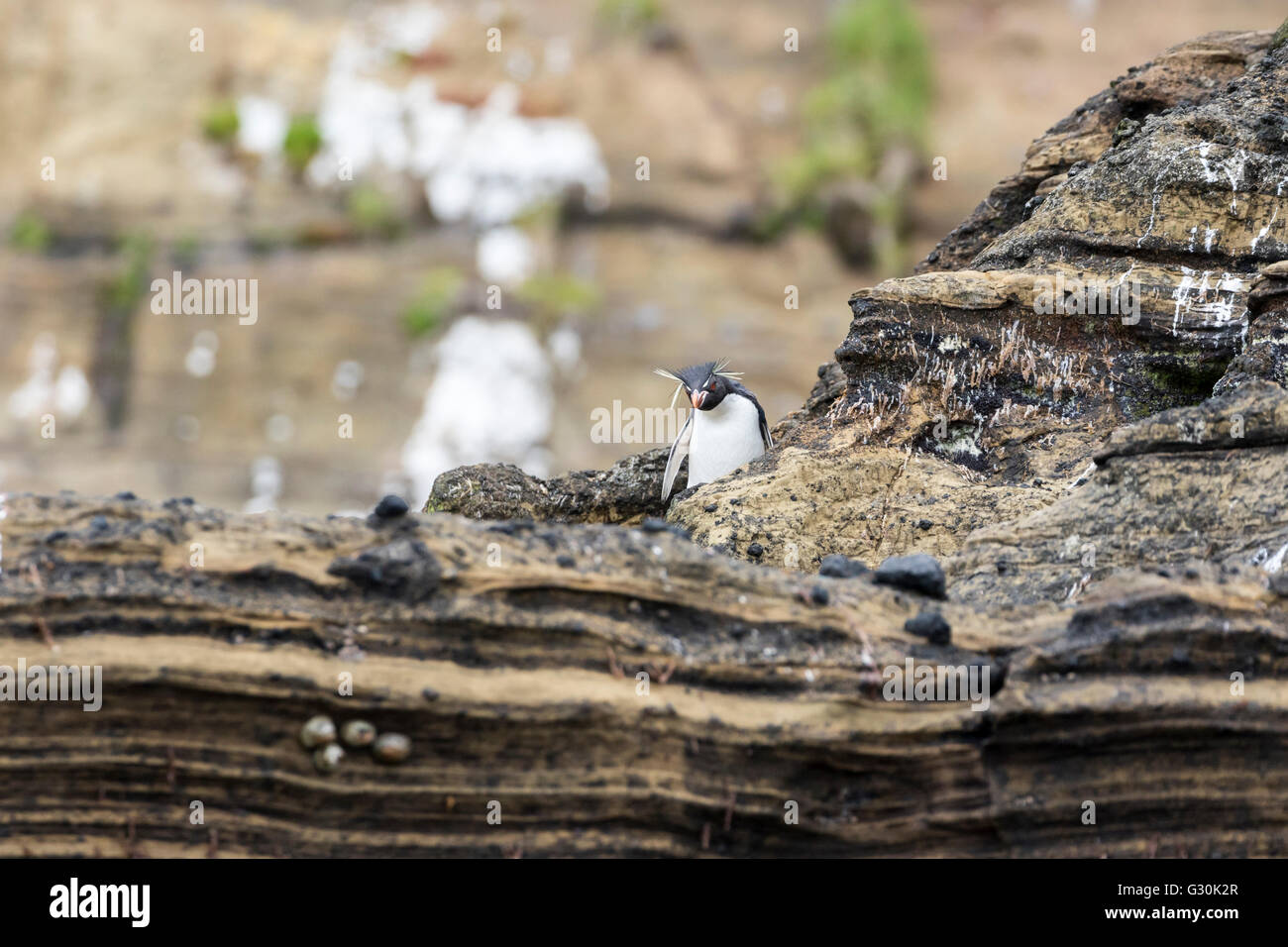 Eastern rockhopper penguin hi-res stock photography and images - Alamy
