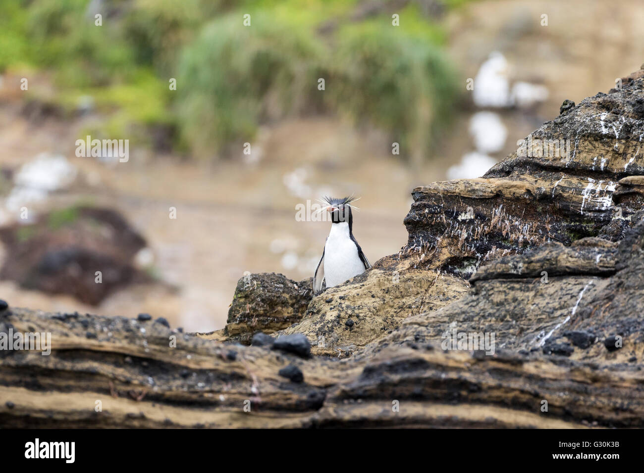 Eastern rockhopper penguin hi-res stock photography and images - Alamy