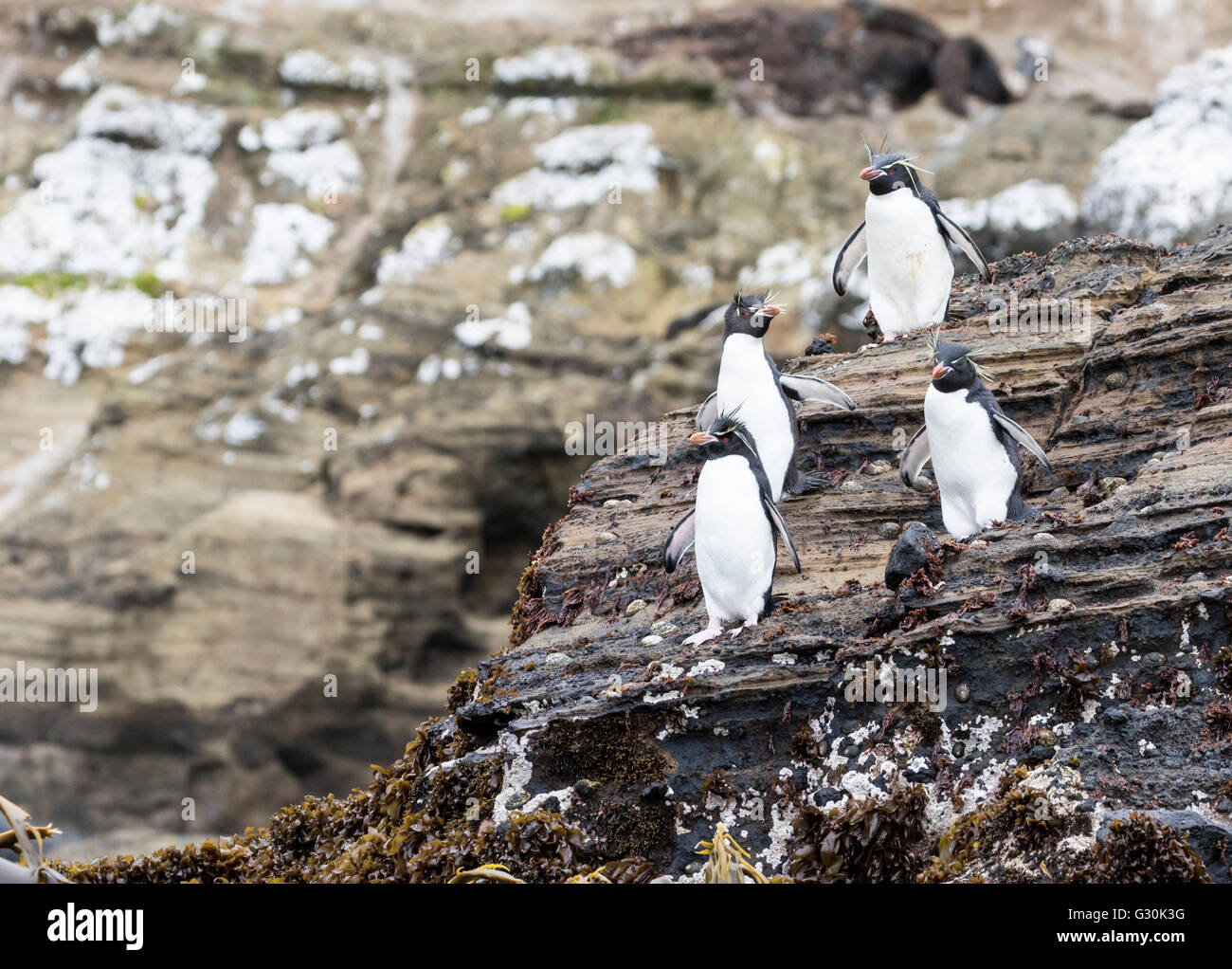 Eastern Rockhopper Penguins at Antipodes Island, New Zealand ...