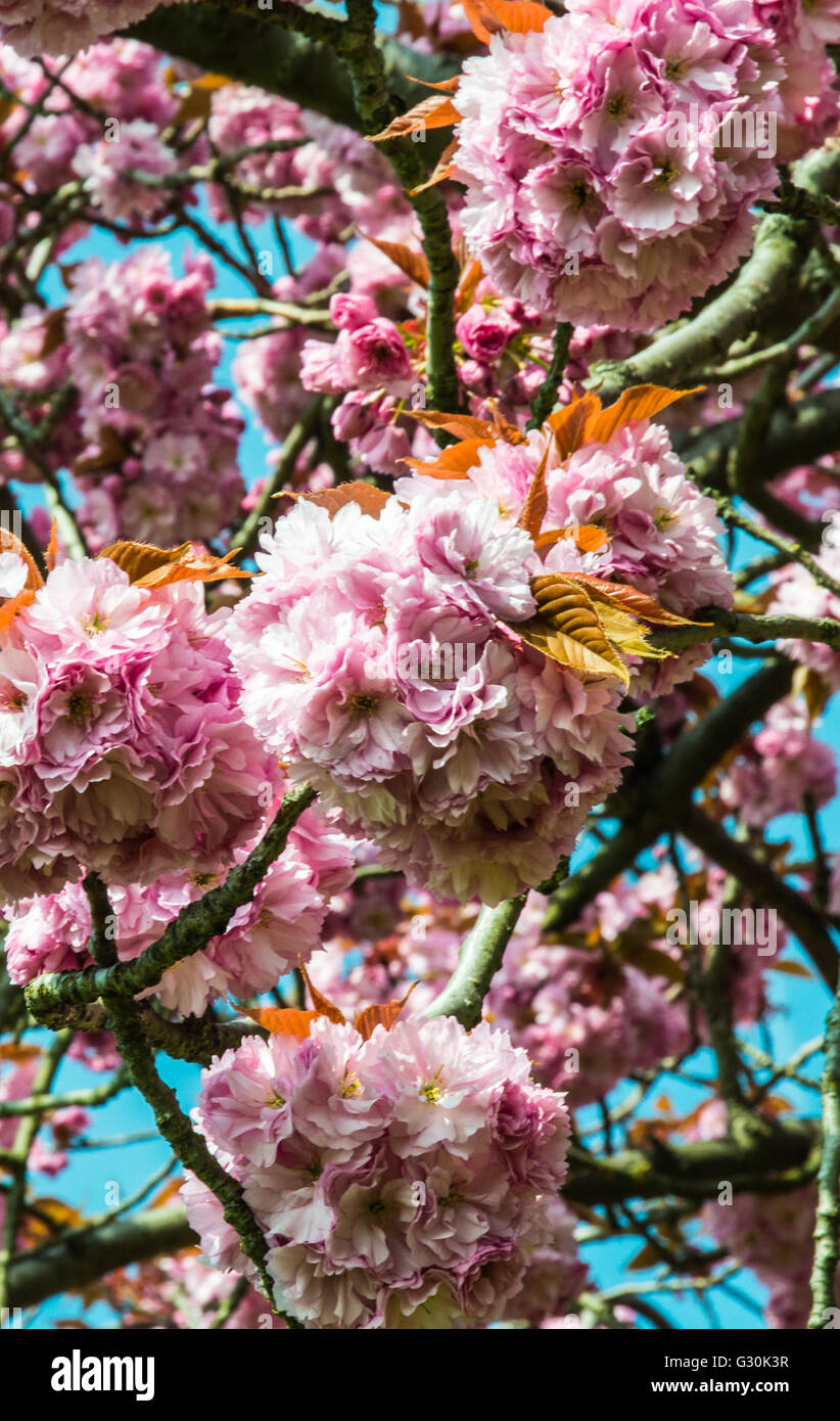 blossom up close smell the scent in spring Ray Boswell Stock Photo - Alamy