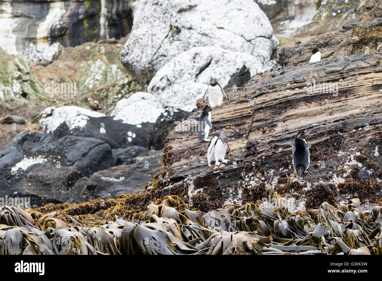 Eastern Rockhopper penguins on Antipodes Island, New Zealand ...