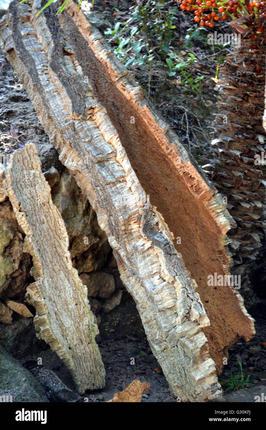 Agriculture axe bark cork hi-res stock photography and images - Alamy