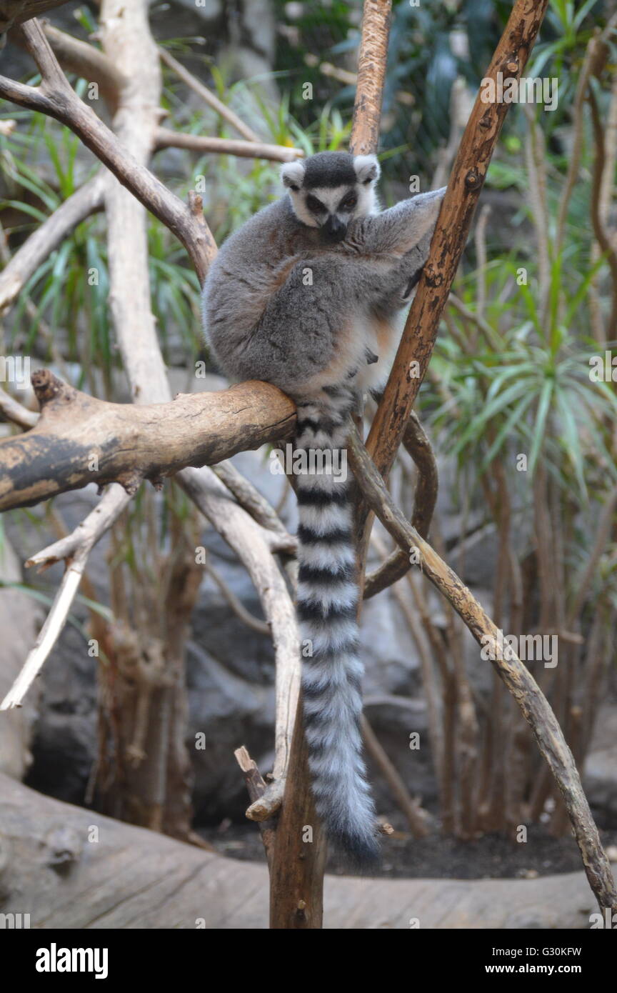 Lemur on a branch Stock Photo - Alamy