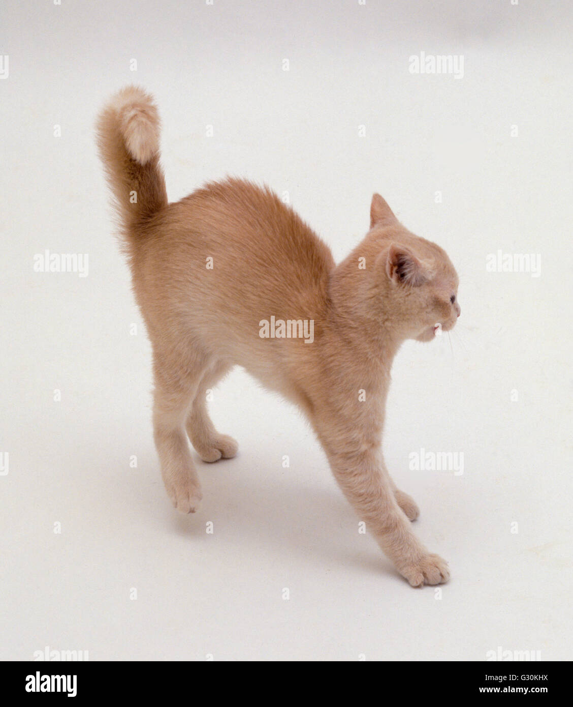 Domestic cat arching its back hi-res stock photography and images - Alamy