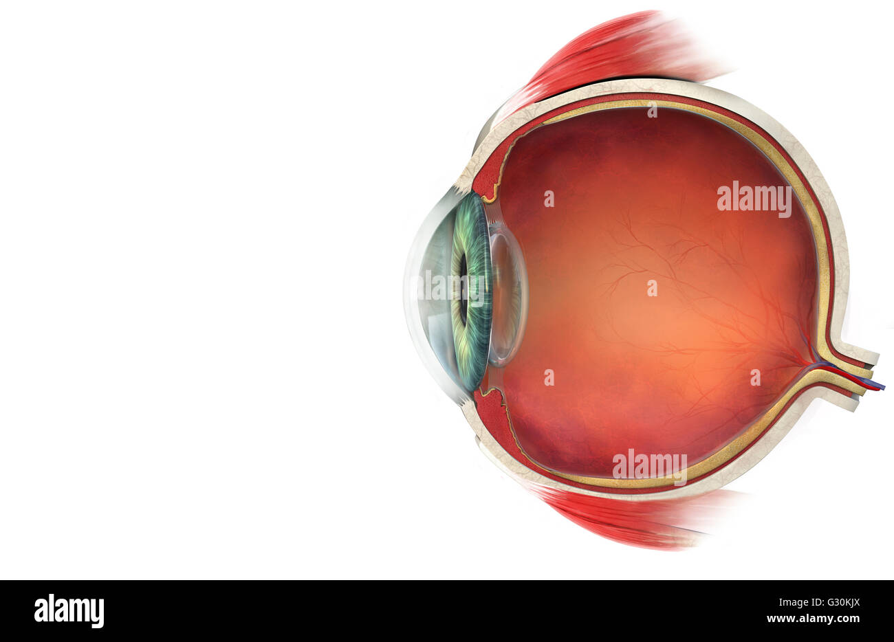 Cross Section Of The Human Eye High Resolution Stock Photography and ...