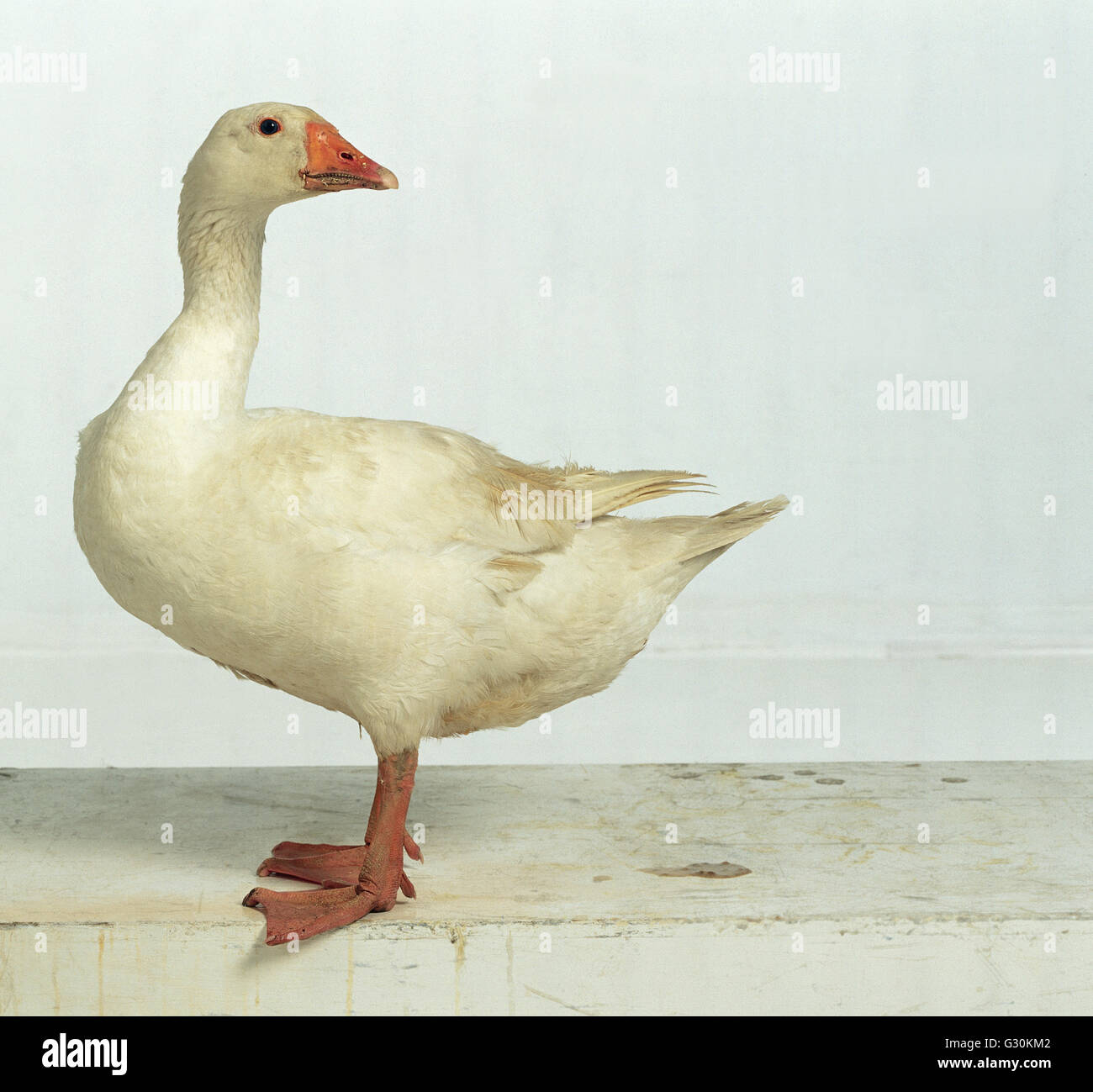 White Embden Goose (Anser anser domesticus Stock Photo - Alamy