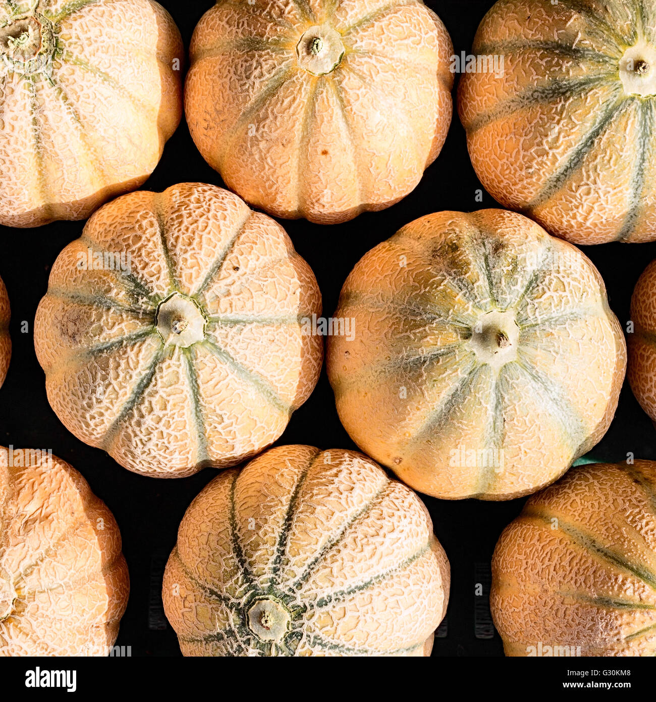 italian netted melons Stock Photo - Alamy