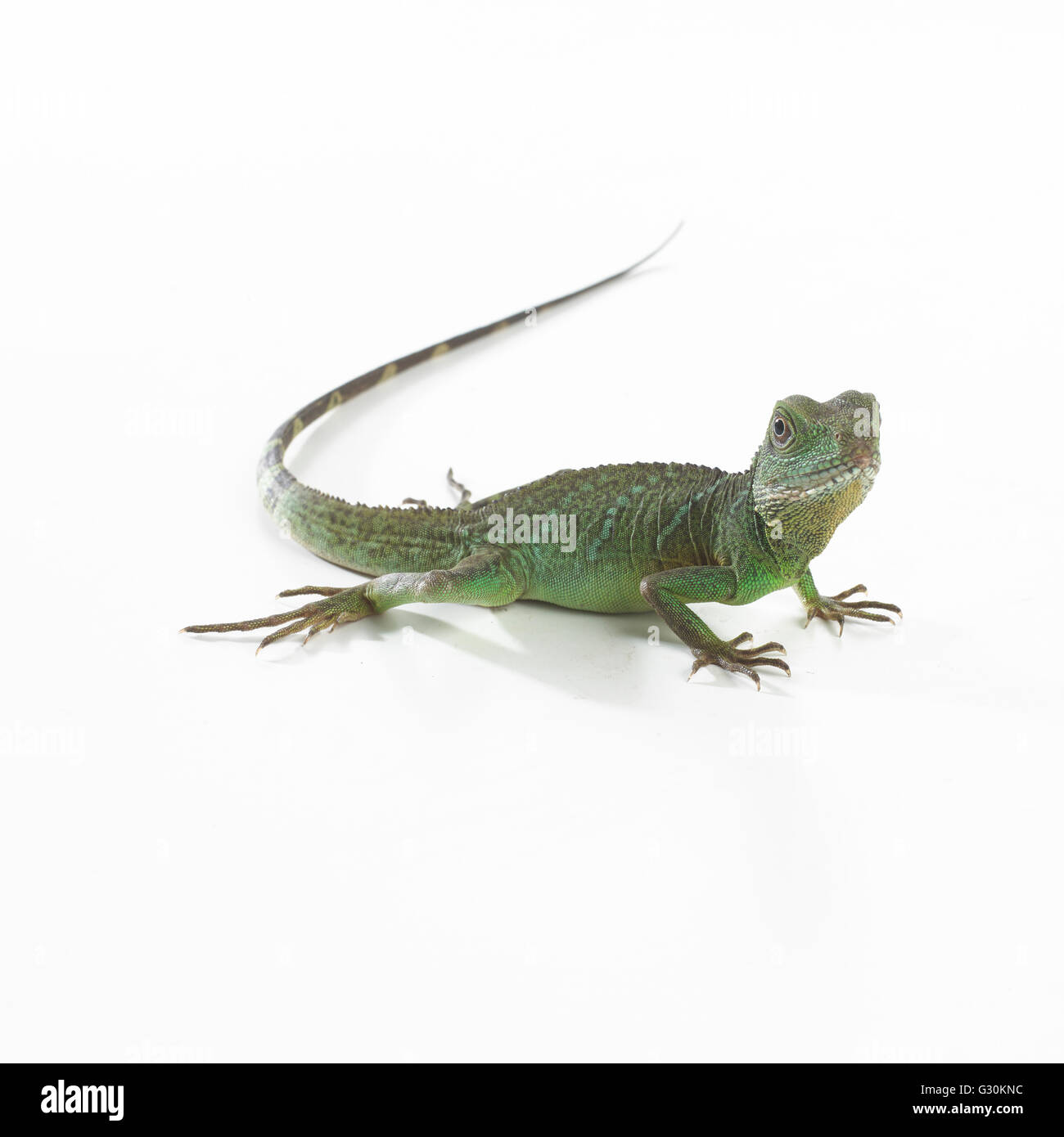 The lizard the square hi-res stock photography and images - Alamy