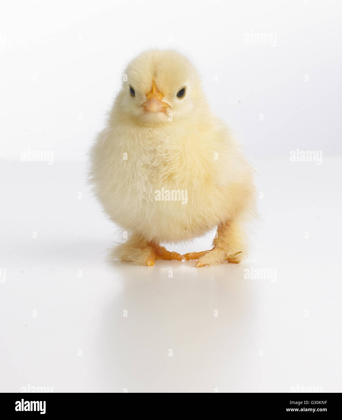 Yellow chick, Pekin chick Stock Photo - Alamy