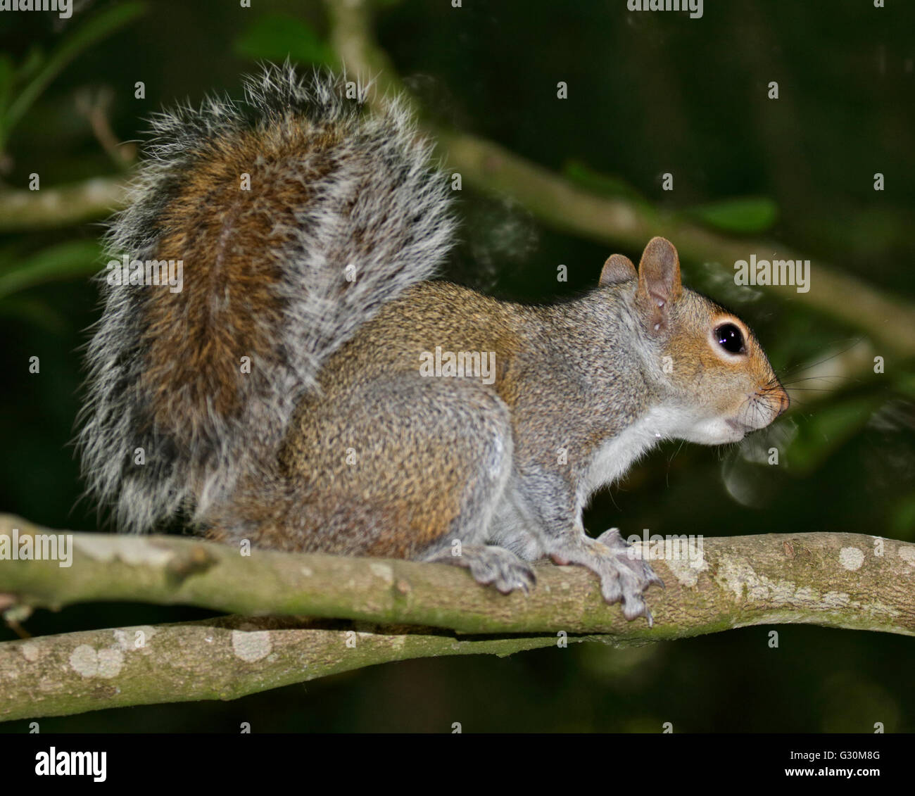 Baby grey squirrel hi-res stock photography and images - Alamy
