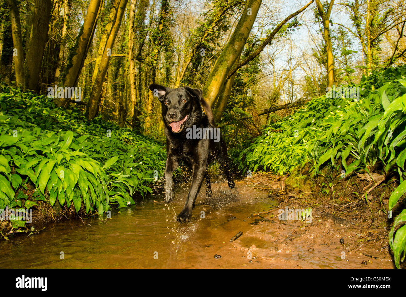 A pet Black Labrador bounds along a stream in spring woodland, Leigh ...