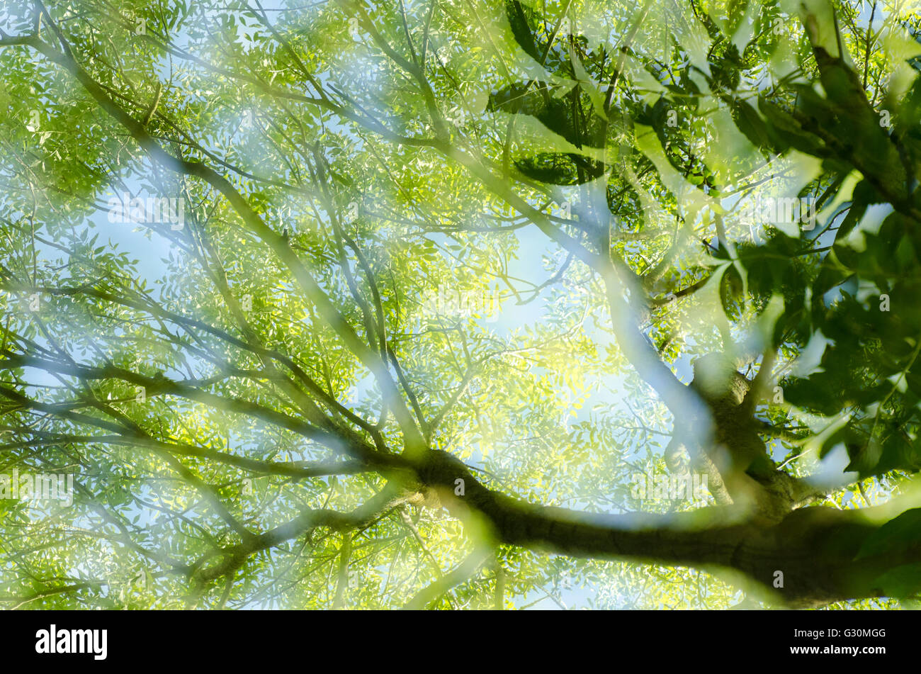 Abstract view of Common Ash tree (Fraxinus excelsior) forming woodland ...
