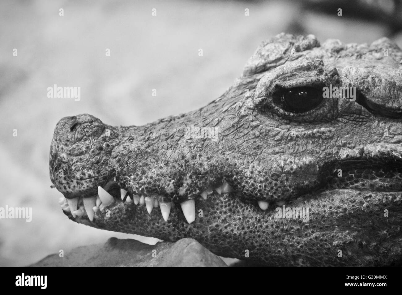 Dwarf teeth Black and White Stock Photos & Images - Alamy